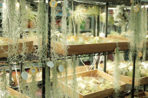 二子玉川本店 | PROTOLEAF